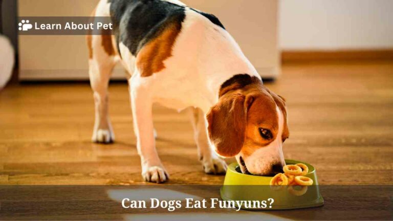 Can Dogs Eat Funyuns? (11 Interesting Facts) - 2023