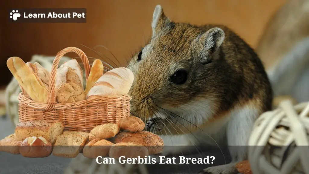 Can Gerbils Eat Bread? (Clear Risks And Benefits) - Learn About Pet