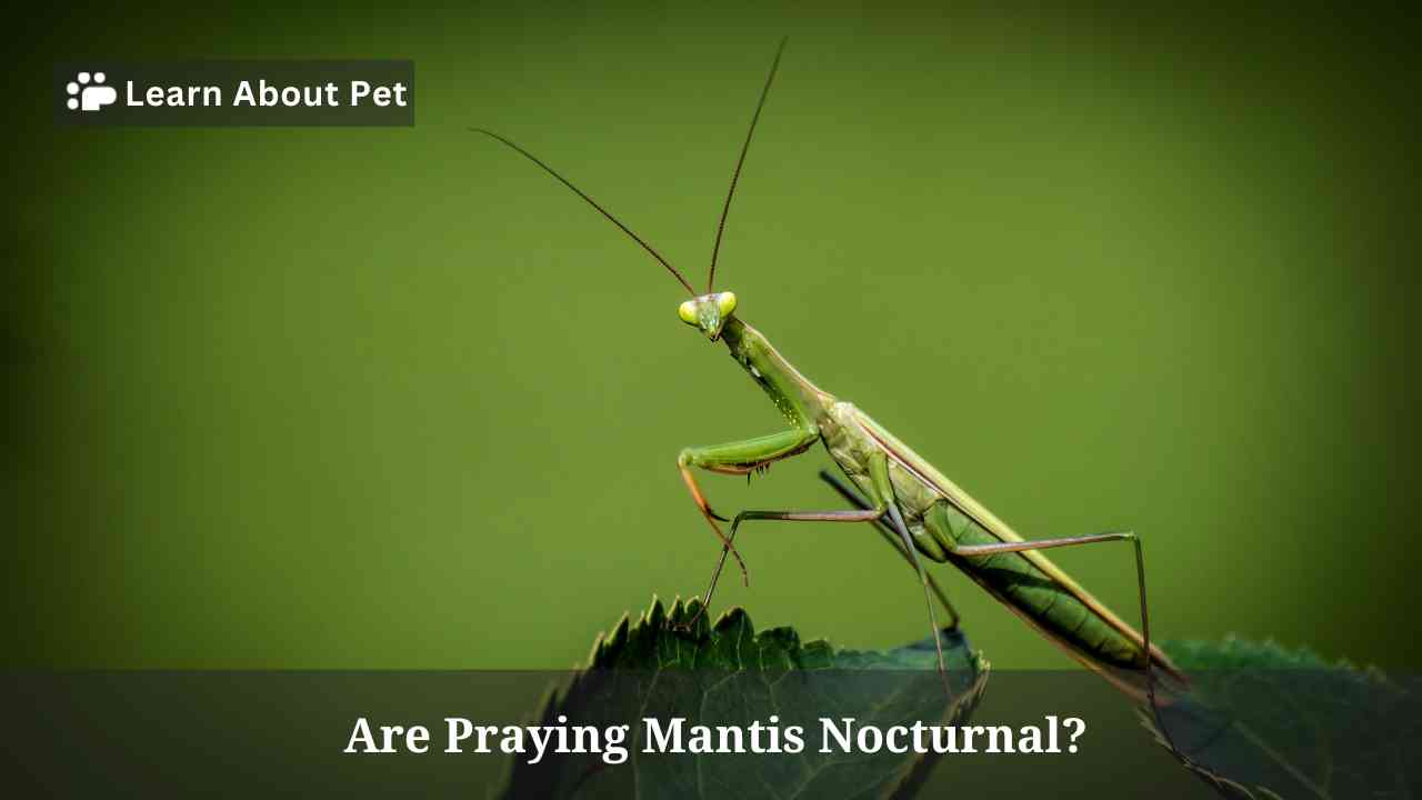 Are Praying Mantis Nocturnal? (5 Interesting Facts) - 2025
