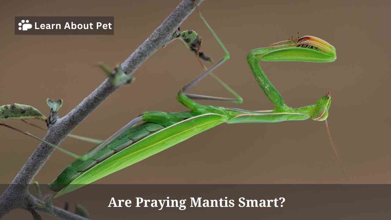 Are Praying Mantis Smart? 5 Interesting Facts