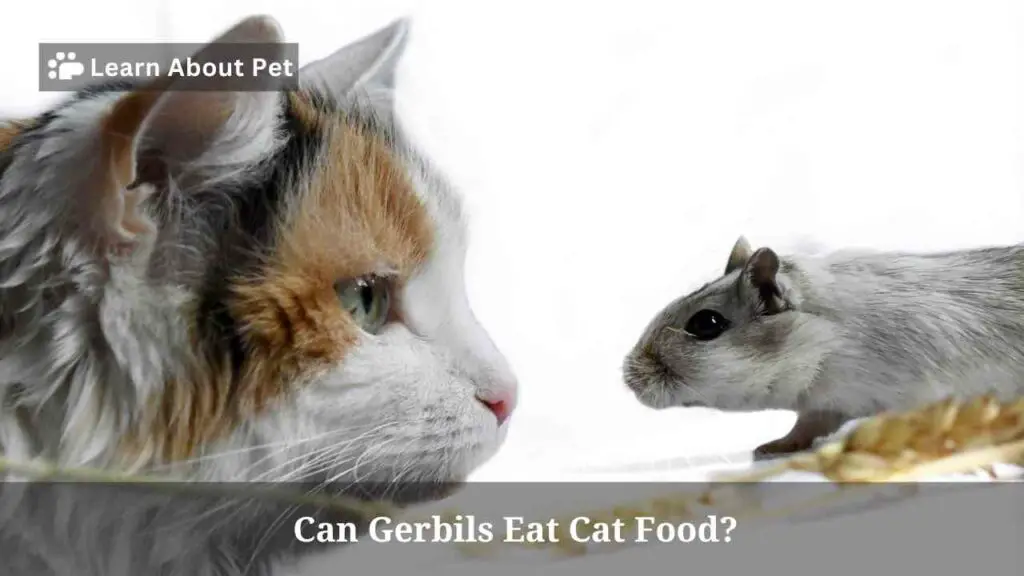 Can Gerbils Eat Cat Food? (5 Cool Nutritional Facts)
