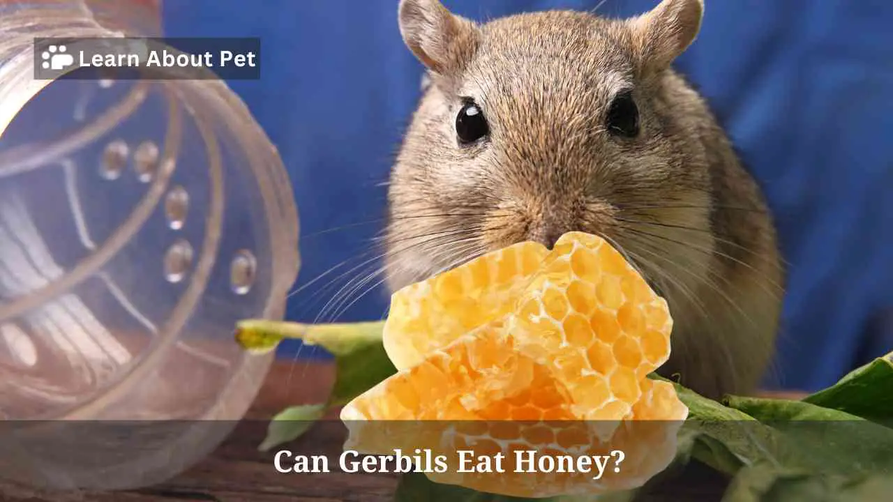 Can Gerbils Eat Honey? (5 Cool Facts) - 2025