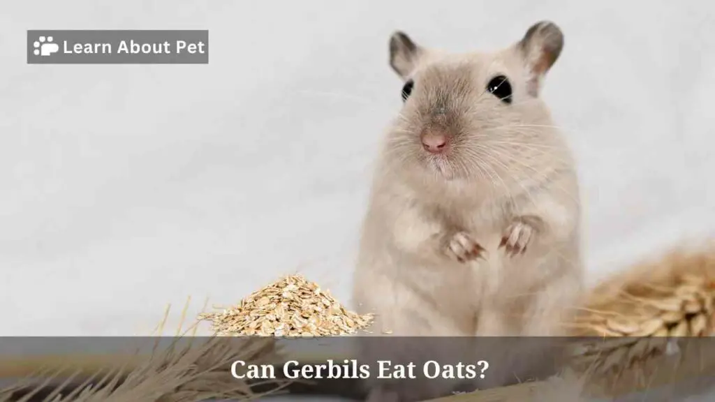 Can Gerbils Eat Oats? (5 Interesting Facts)