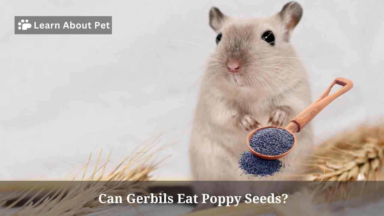 Can Gerbils Eat Poppy Seeds? (5 Interesting Facts) - 2026