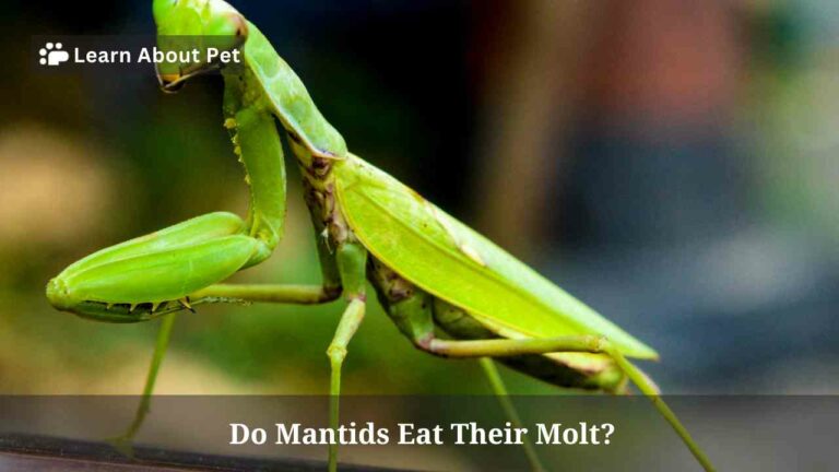 Do Mantids Eat Their Molt? (4 Clear Ways To Help Mantis)