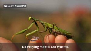 Do Praying Mantis Eat Worms? 7 Unique Worms To Feed