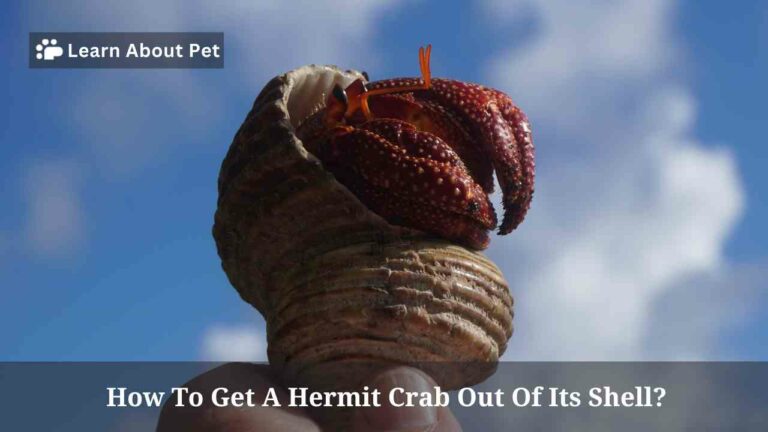 How To Get A Hermit Crab Out Of Its Shell? (3 Clear Steps)