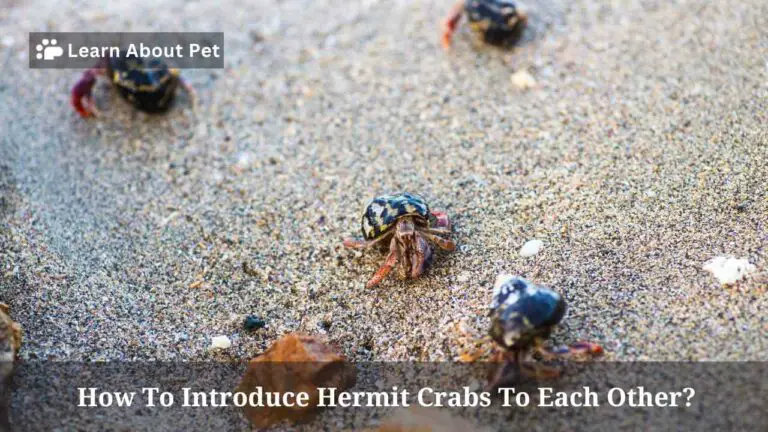 How To Introduce Hermit Crabs To Each Other? 5 Clear Steps