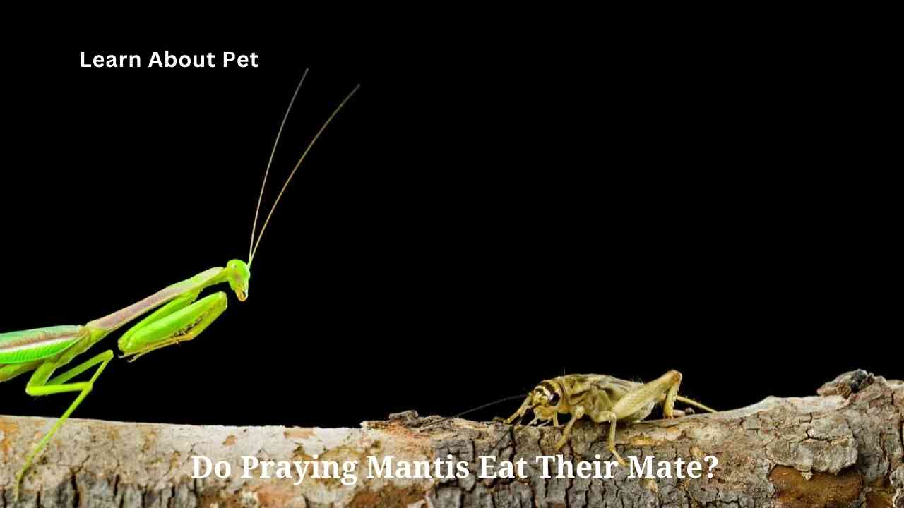 Do Praying Mantis Eat Their Mate? 5 Interesting Facts