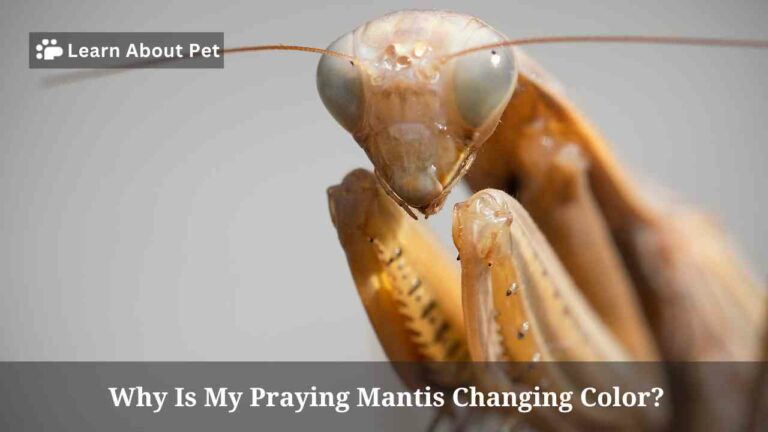 Why Is My Praying Mantis Changing Color? 5 Clear Facts