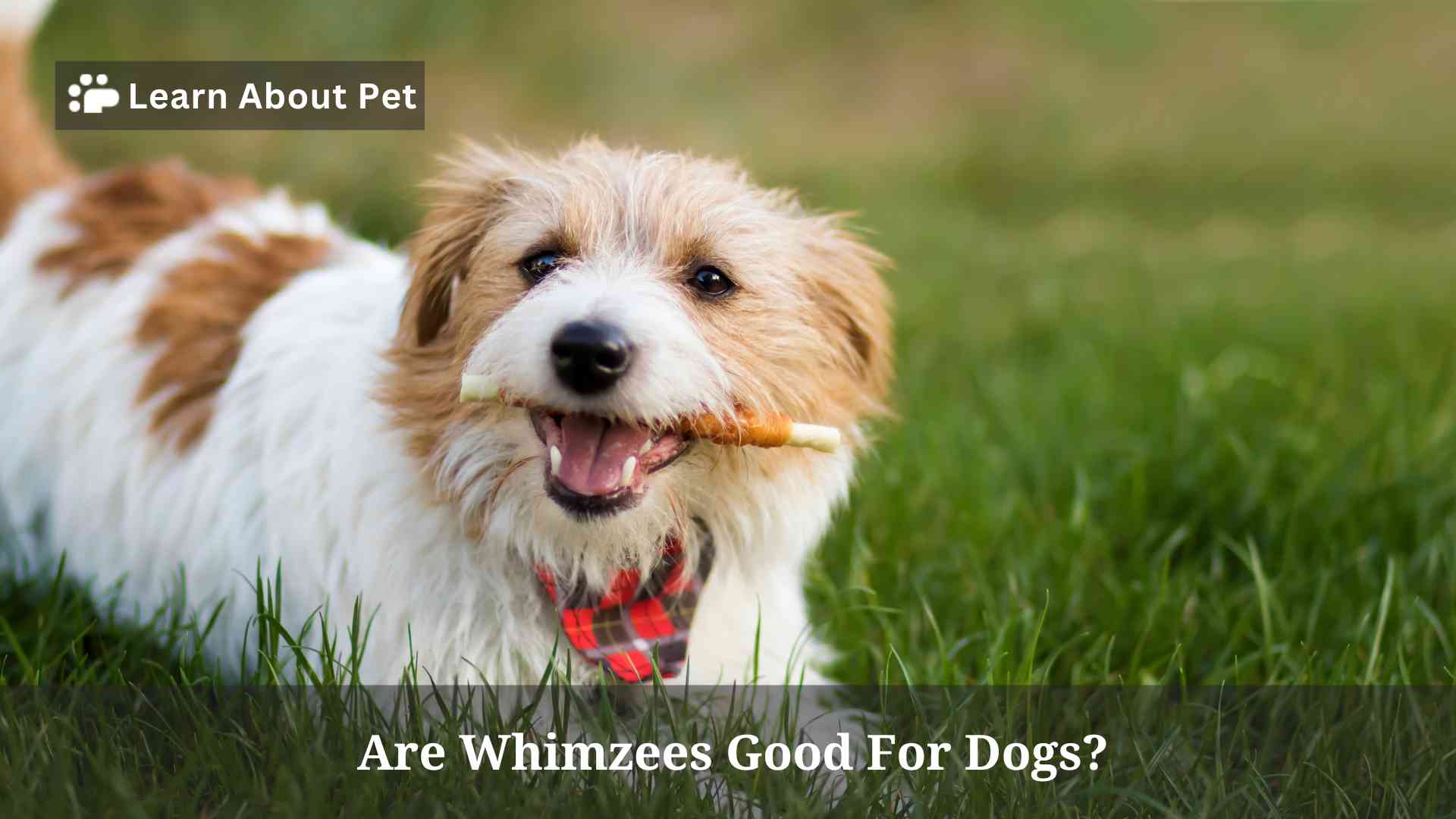 Are Whimzees Good For Dogs? (7 Important Facts) - 2026