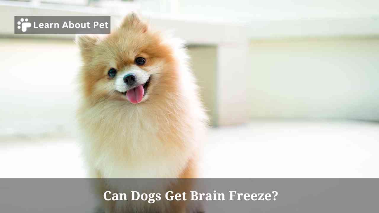 Can Dogs Get Brain Freeze? 3 Clear Facts - 2026
