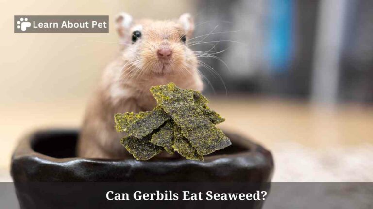 Can Gerbils Eat Seaweed? (5 Clear Facts) - 2025