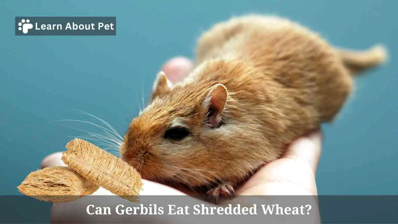 Can Gerbils Eat Shredded Wheat? (5 Clear Facts) - 2025