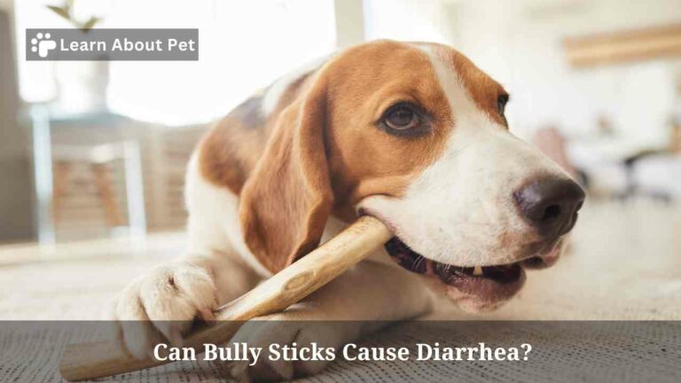 Can Bully Sticks Cause Diarrhea? 7 Fascinating Facts - 2026