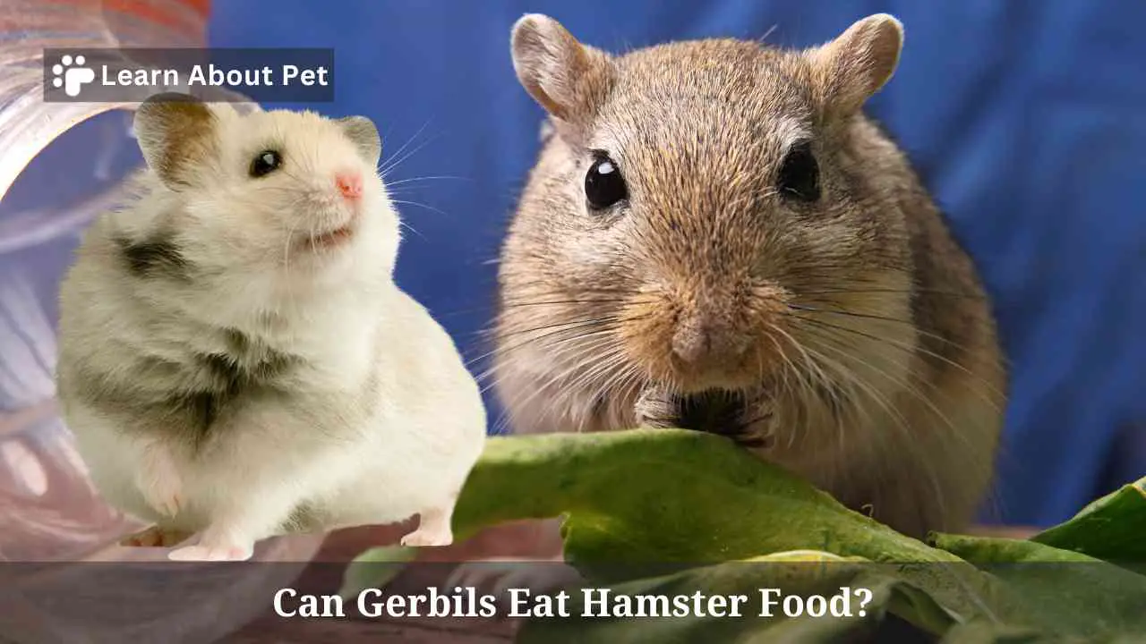 Can Gerbils Eat Hamster Food? 5 Fascinating Facts - 2025