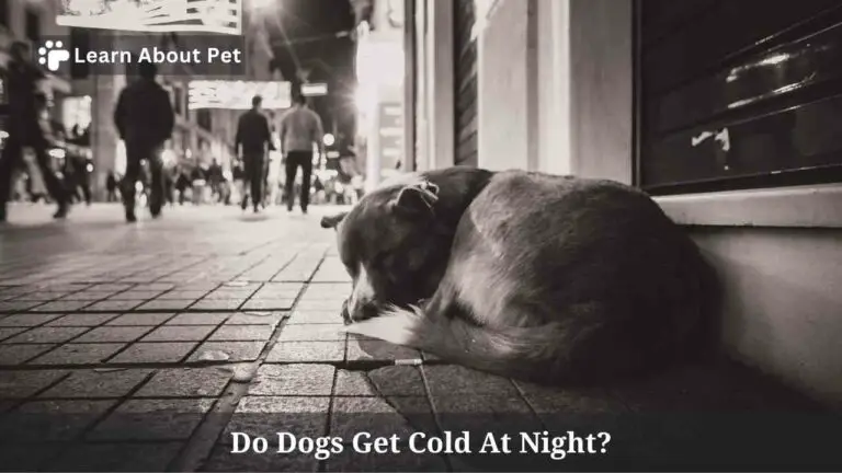 Do Dogs Get Cold At Night? 7 Interesting Facts - 2024